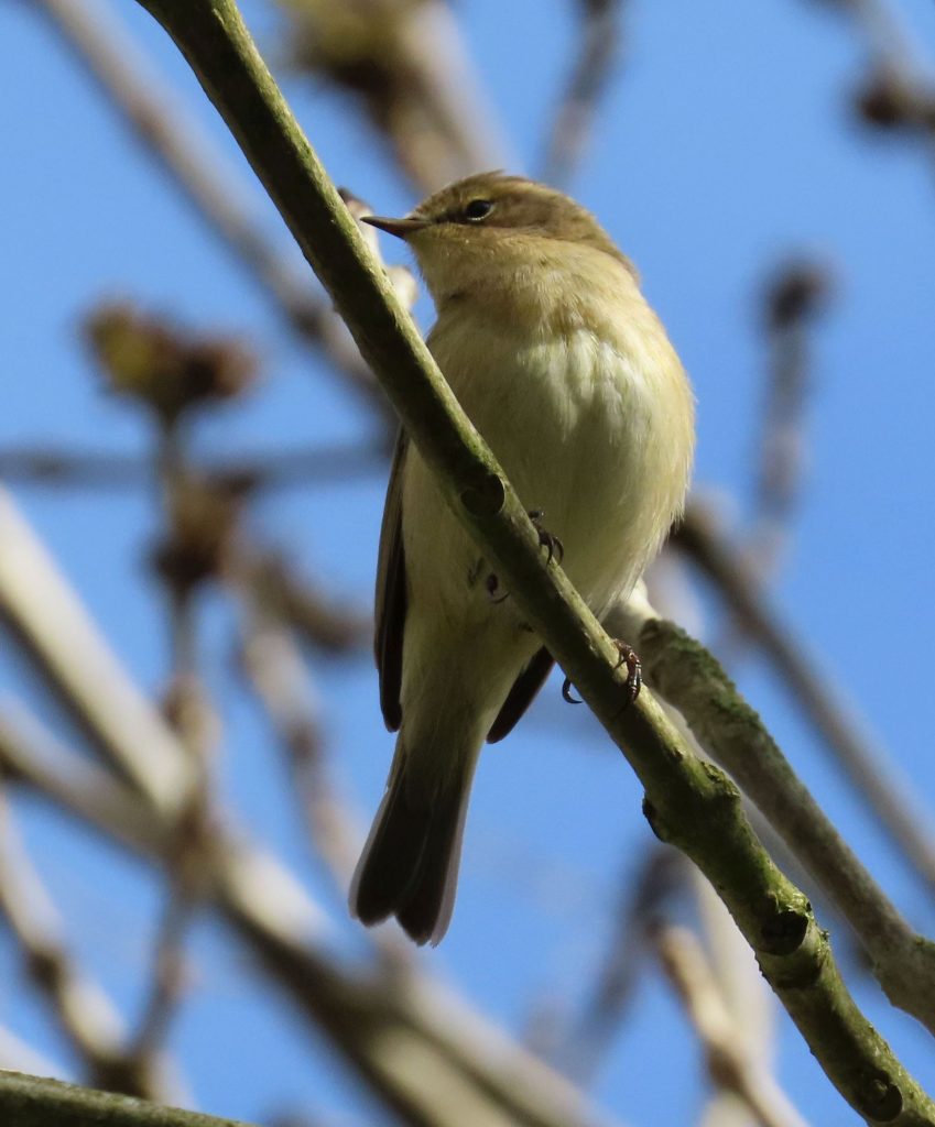 The Shakespeare blog | The Shakespeare blog | In Shakespeare's ...